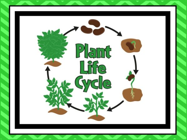 7 Plant Life Cycle Science Poster Wall Charts. - Made By Teachers