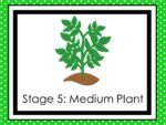 7 Plant Life Cycle Science Poster Wall Charts. - Made By Teachers