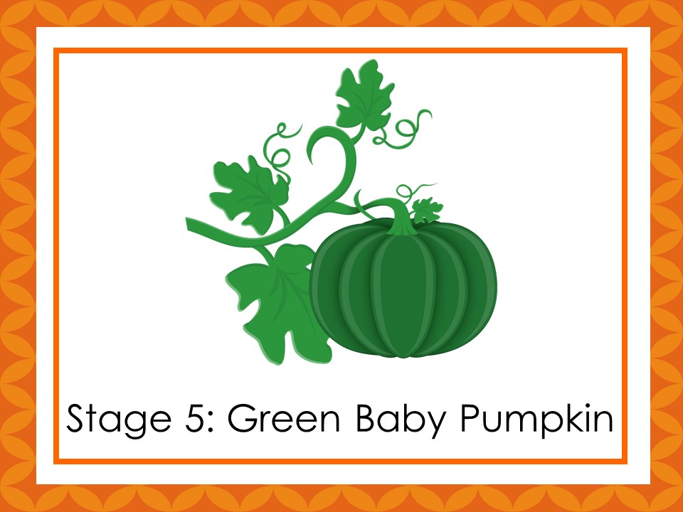 7 Pumpkin Life Cycle Science Poster Wall Charts. | Made By Teachers