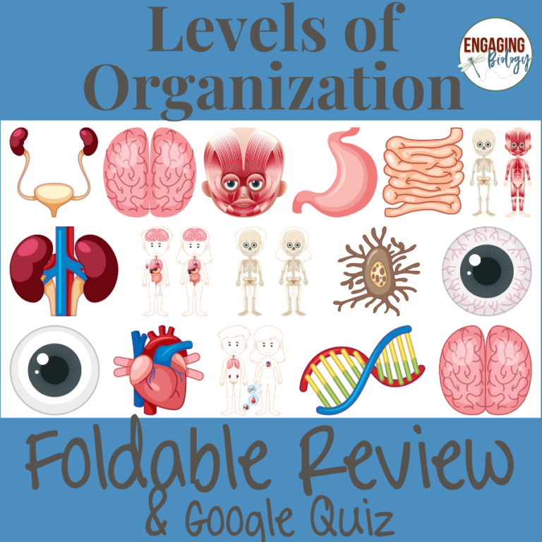 Biological Levels of Organization Foldable Review | Made By Teachers