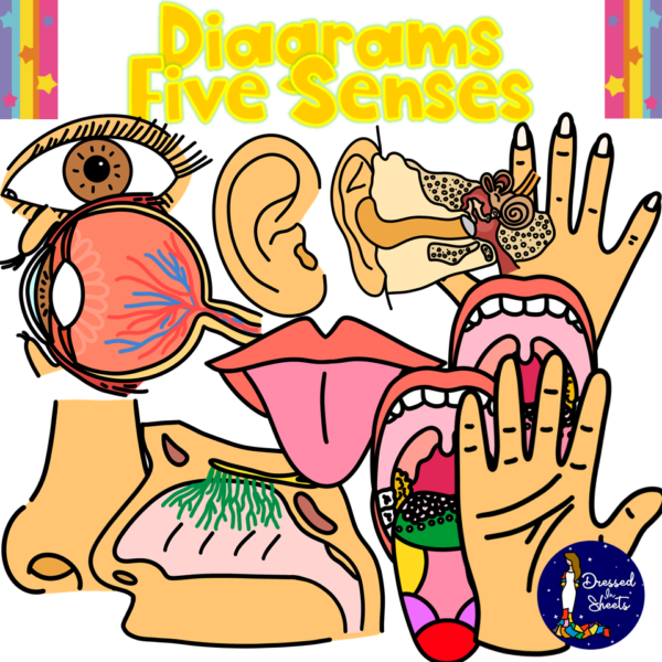 Diagrams Five Senses - Made By Teachers