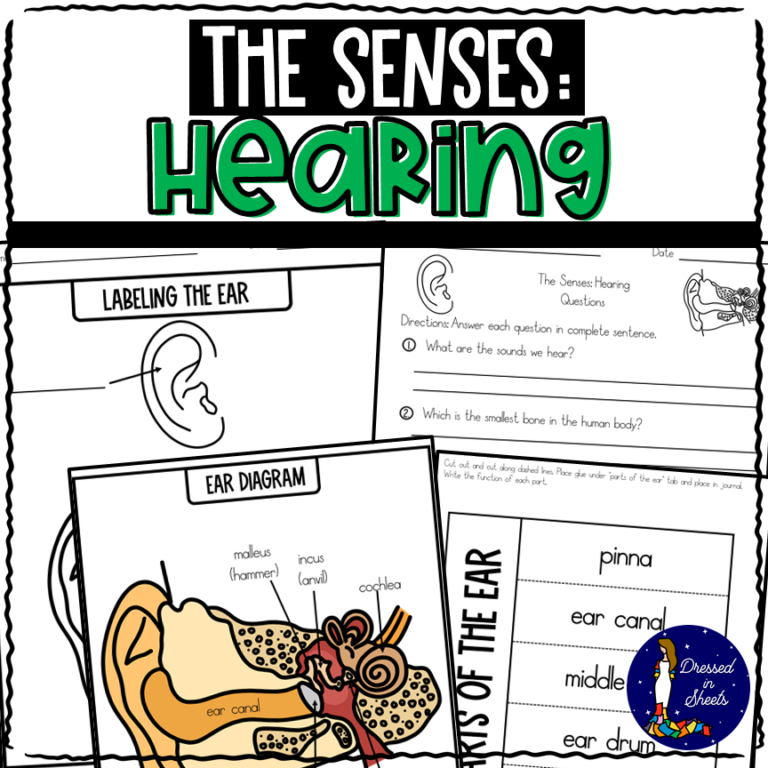 The Senses: Hearing - Made By Teachers