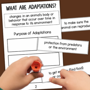 Animal Adaptations Interactive Science Activity | Made By Teachers