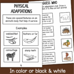 Animal Adaptations Interactive Science Activity | Made By Teachers