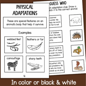 Animal Adaptations Interactive Science Activity | Made By Teachers