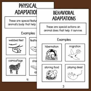 Animal Adaptations Interactive Science Activity | Made By Teachers