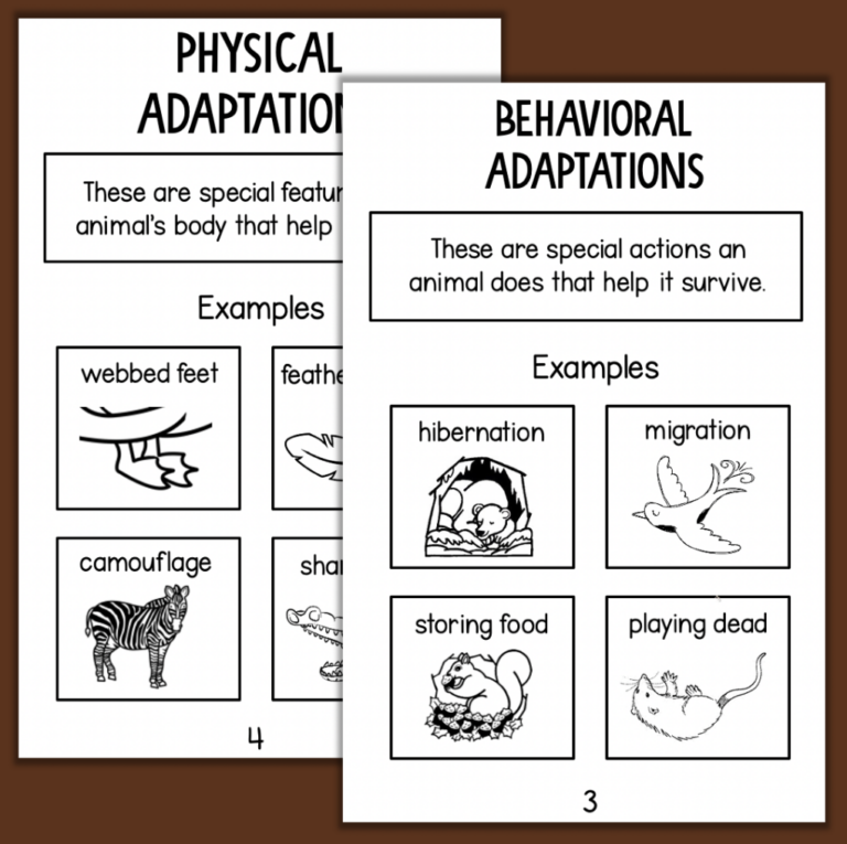 Animal Adaptations Interactive Science Activity | Made By Teachers