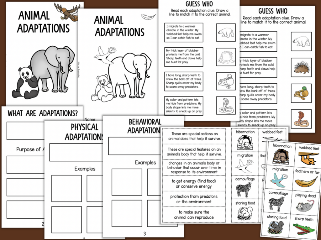 Animal Adaptations Interactive Science Activity | Made By Teachers