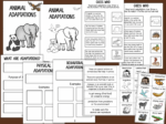 Animal Adaptations Interactive Science Activity | Made By Teachers