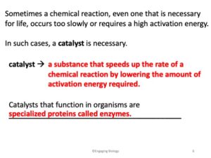 Enzymes Powerpoint and Student Notes - Made By Teachers
