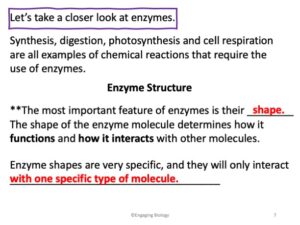 Enzymes Powerpoint and Student Notes - Made By Teachers