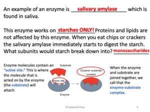 Enzymes Powerpoint and Student Notes | Made By Teachers