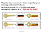 Enzymes Powerpoint and Student Notes - Made By Teachers