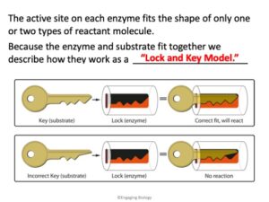 Enzymes Powerpoint and Student Notes - Made By Teachers