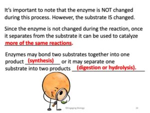 Enzymes Powerpoint and Student Notes | Made By Teachers