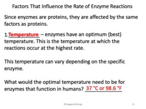 Enzymes Powerpoint and Student Notes - Made By Teachers