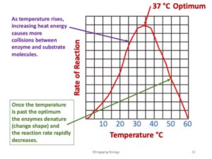Enzymes Powerpoint and Student Notes - Made By Teachers