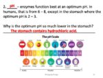 Enzymes Powerpoint and Student Notes - Made By Teachers