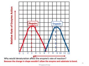 Enzymes Powerpoint and Student Notes - Made By Teachers