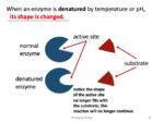 Enzymes Powerpoint and Student Notes - Made By Teachers