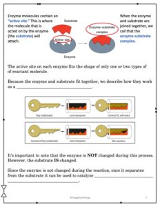 Enzymes Powerpoint and Student Notes - Made By Teachers