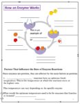 Enzymes Powerpoint and Student Notes | Made By Teachers