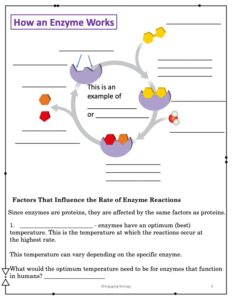 Enzymes Powerpoint and Student Notes - Made By Teachers