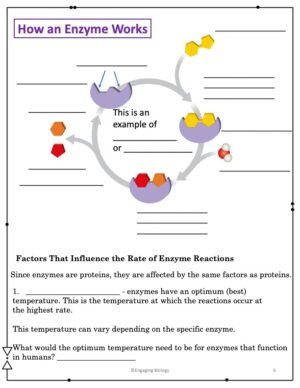 Enzymes Powerpoint and Student Notes - Made By Teachers