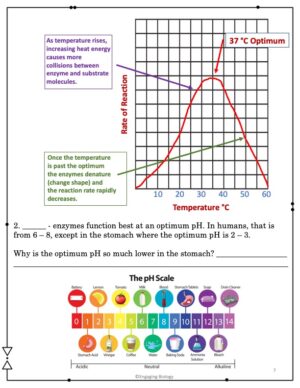 Enzymes Powerpoint and Student Notes - Made By Teachers
