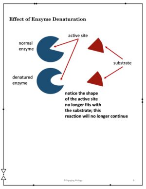 Enzymes Powerpoint and Student Notes - Made By Teachers