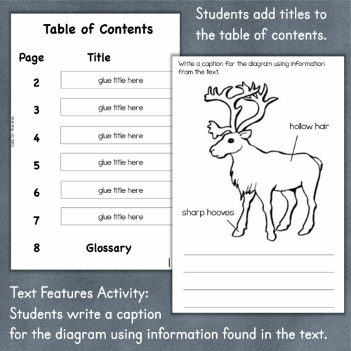 REINDEER Interactive Reading Comprehension Book - Made By Teachers