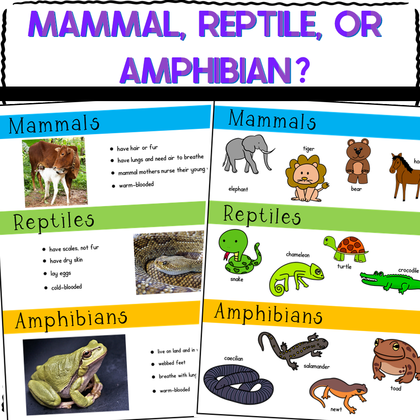 Mammals Vs Amphibians Ubicaciondepersonas cdmx gob mx