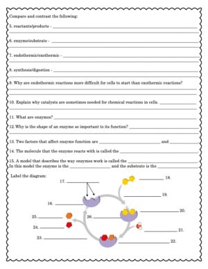 Enzymes Worksheets - Made By Teachers