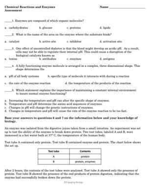 Enzymes Worksheets - Made By Teachers