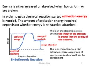 Enzymes Mini Unit - Made By Teachers
