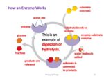 Enzymes Mini Unit - Made By Teachers
