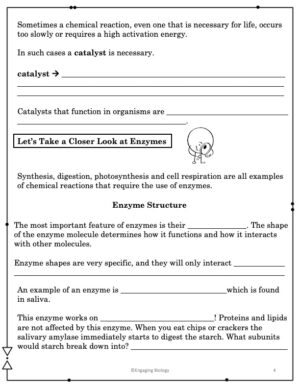 Enzymes Mini Unit | Made By Teachers