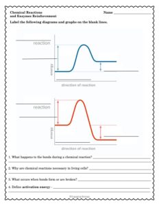 Enzymes Mini Unit | Made By Teachers
