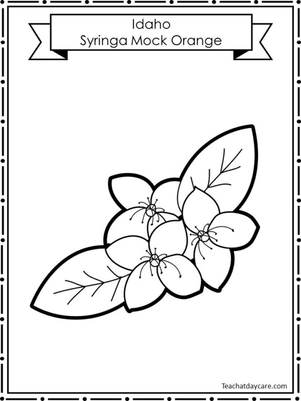 50 State Flowers Color Worksheets. | Made By Teachers