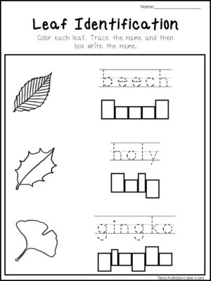 Leaf Identification Trace and Write Worksheets. - Made By Teachers