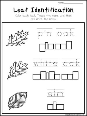 Leaf Identification Trace and Write Worksheets. - Made By Teachers
