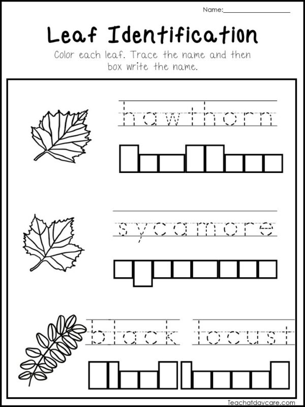 Leaf Identification Trace and Write Worksheets. - Made By Teachers