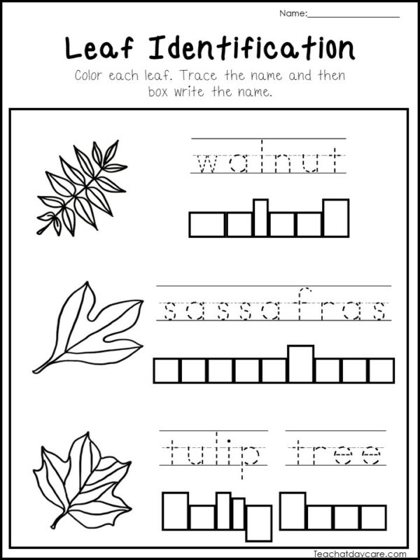 Leaf Identification Trace and Write Worksheets. - Made By Teachers