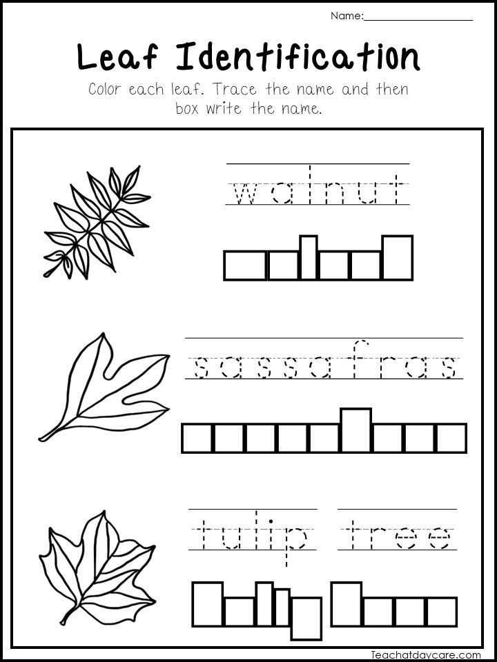 Leaf Identification Trace and Write Worksheets. - Made By Teachers