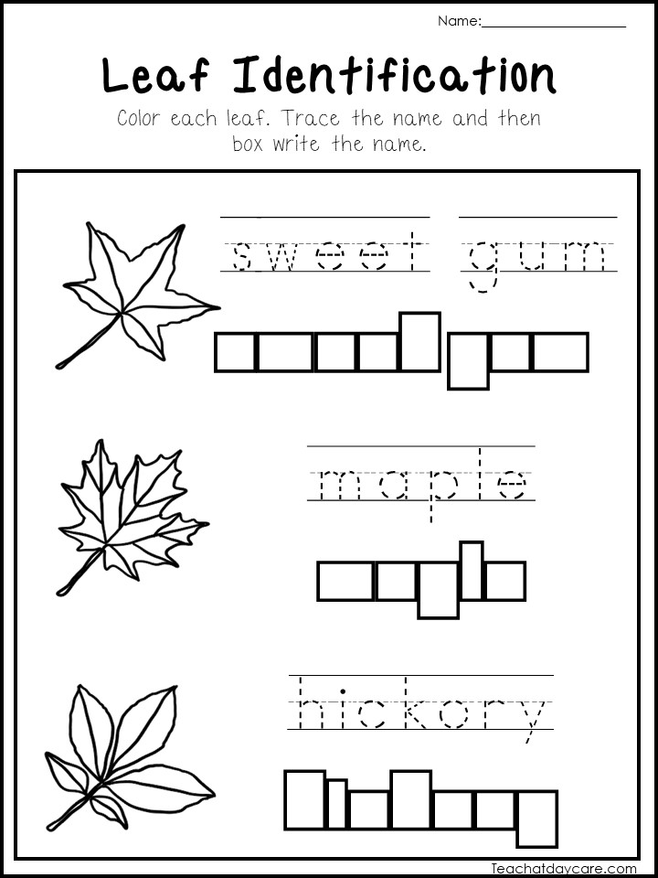 Leaf Identification Trace and Write Worksheets. - Made By Teachers