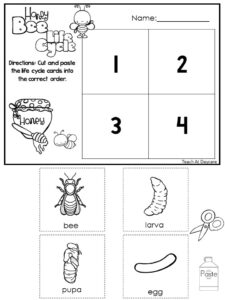 20 Life Cycles Printable Science Worksheets. | Made By Teachers