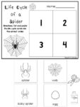 20 Life Cycles Printable Science Worksheets. - Made By Teachers
