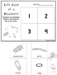 20 Life Cycles Printable Science Worksheets. - Made By Teachers
