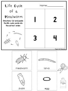 20 Life Cycles Printable Science Worksheets. - Made By Teachers
