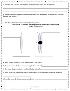 Virtual Mitosis Lab - Made By Teachers